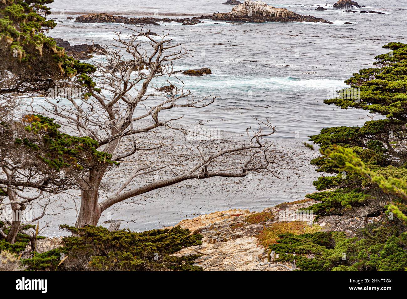 Cyprus Cove Trail at Point Lobos, California, USA Stock Photo - Alamy