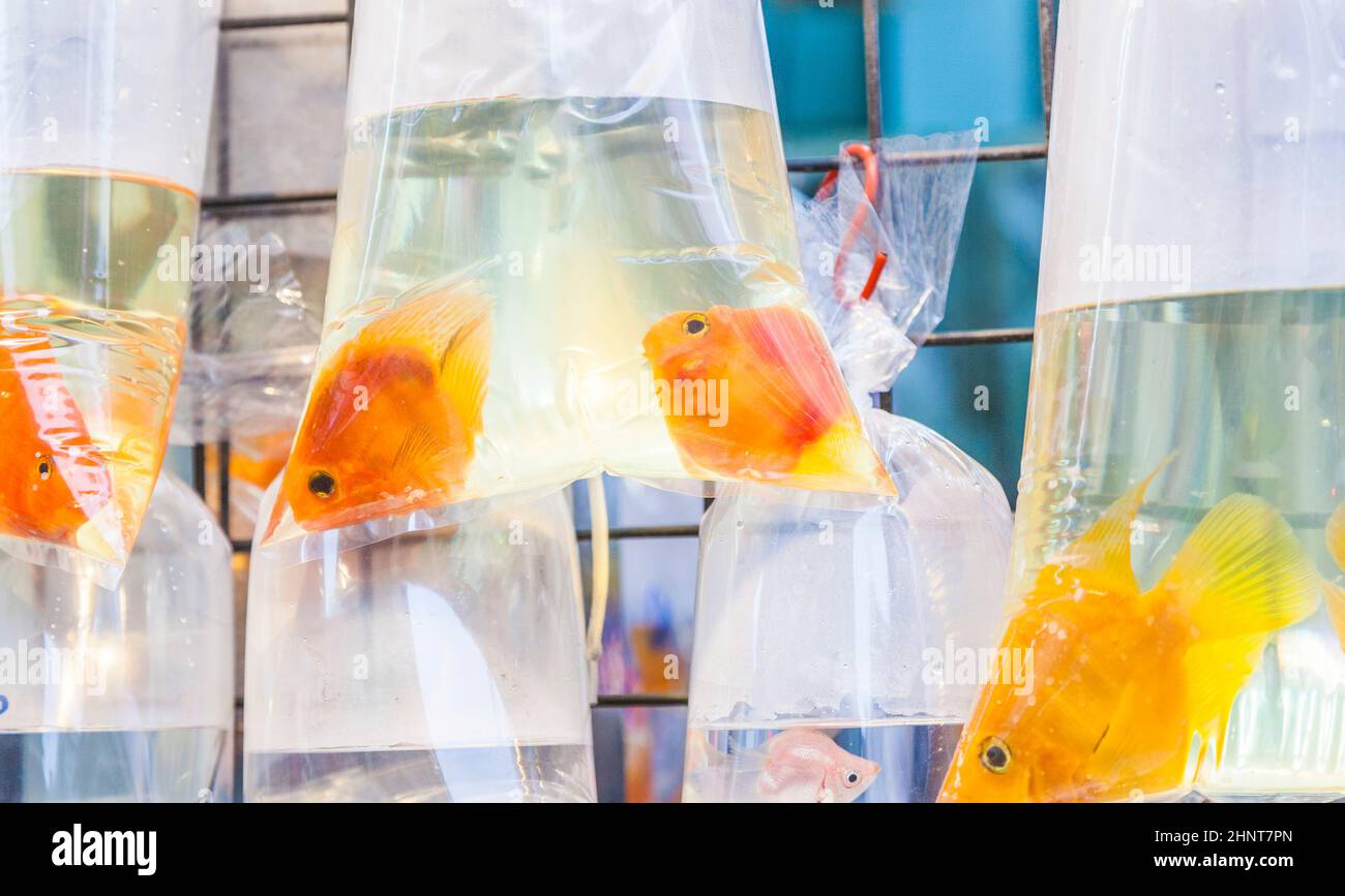 Bags of fishes for sale at a market Stock Photo - Alamy