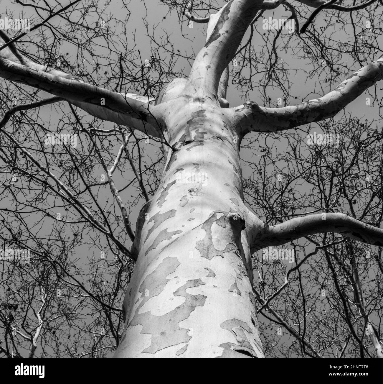 Under tree forest branches Black and White Stock Photos & Images - Alamy