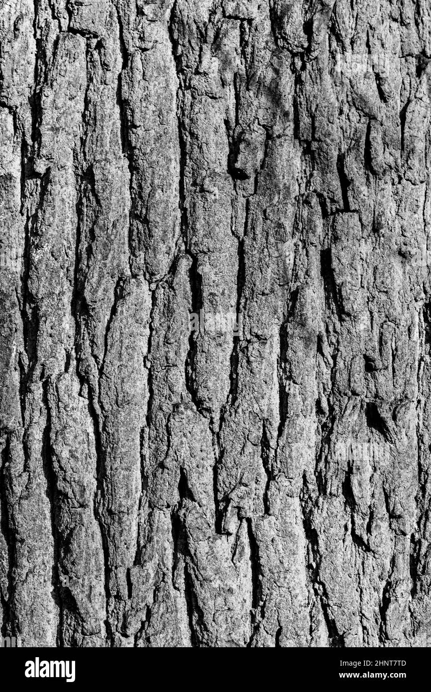 Oak bark texture Black and White Stock Photos & Images - Alamy