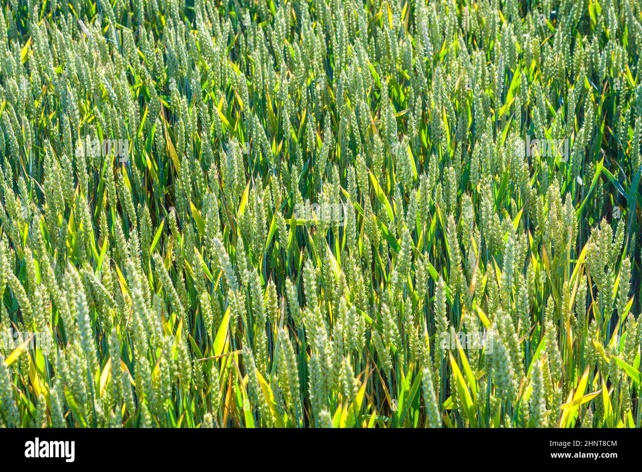 fresh green corn field in detail Stock Photo - Alamy
