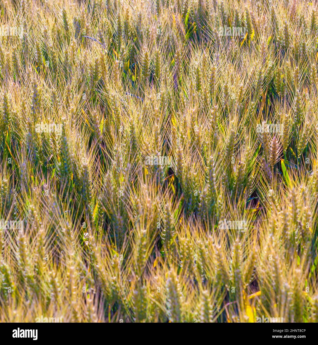 fresh green corn field in detail Stock Photo - Alamy