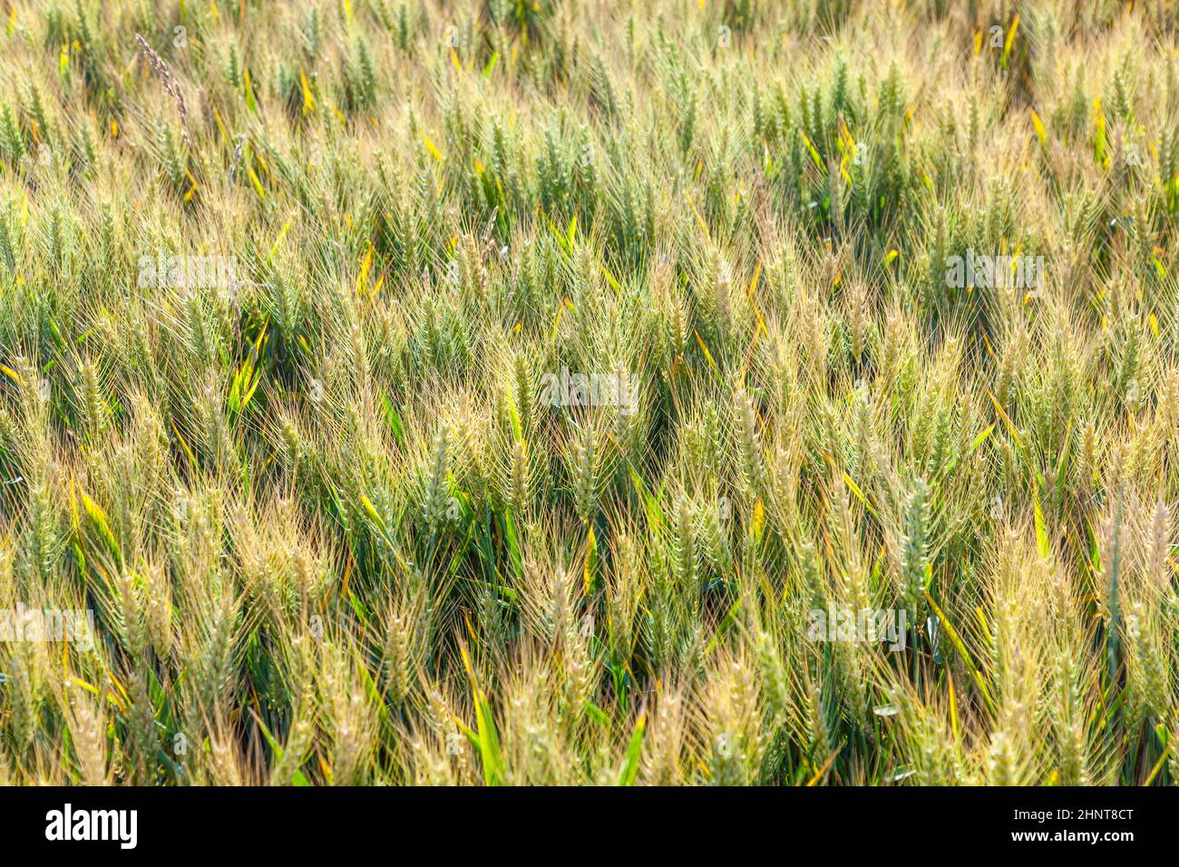fresh green corn field in detail Stock Photo - Alamy