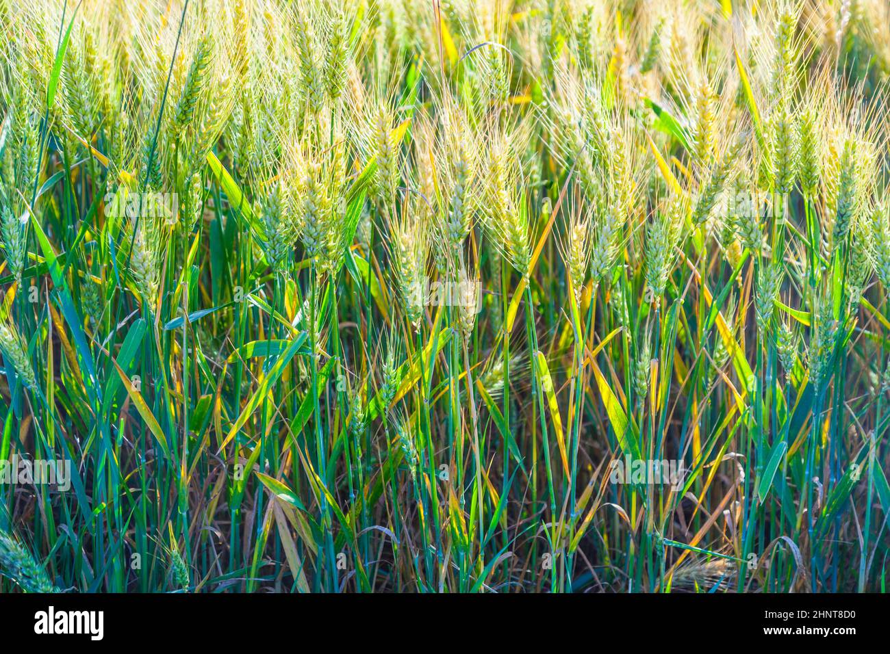 fresh green corn field in detail Stock Photo - Alamy