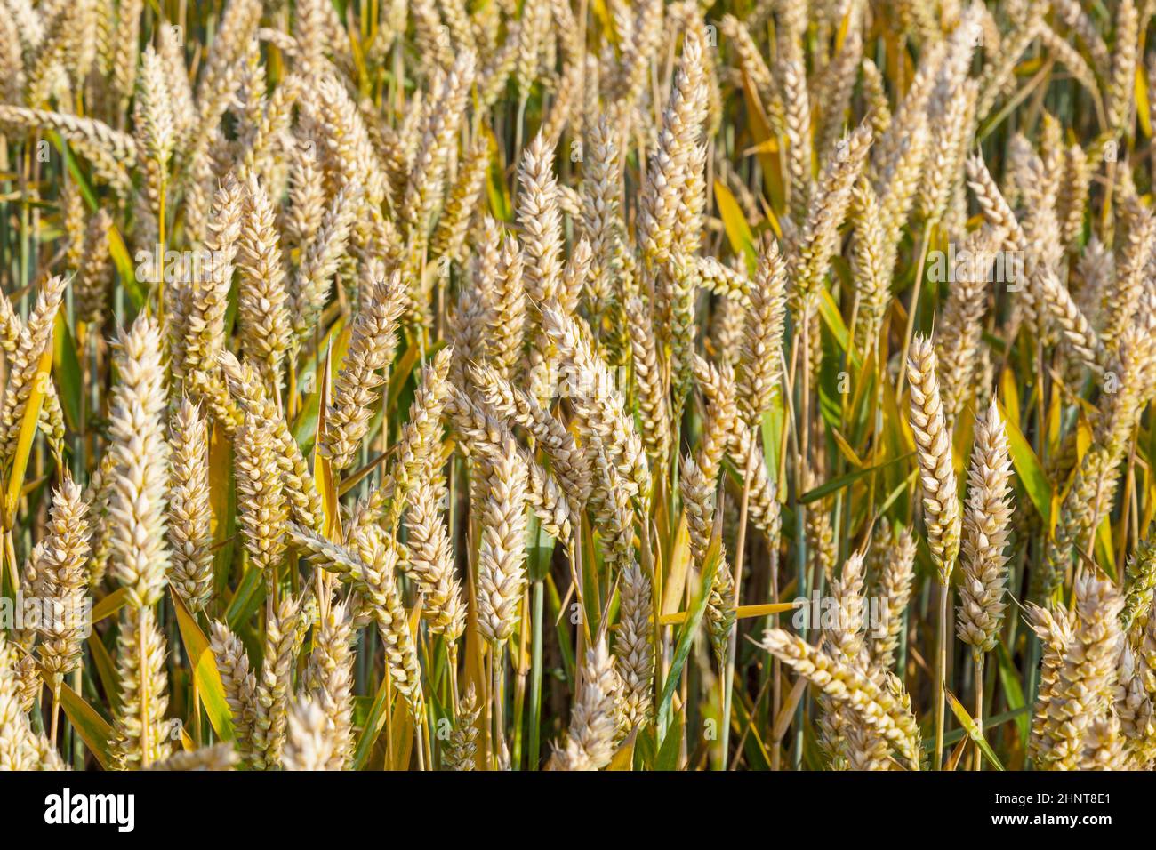 background of ripe corn field in golden colors Stock Photo - Alamy