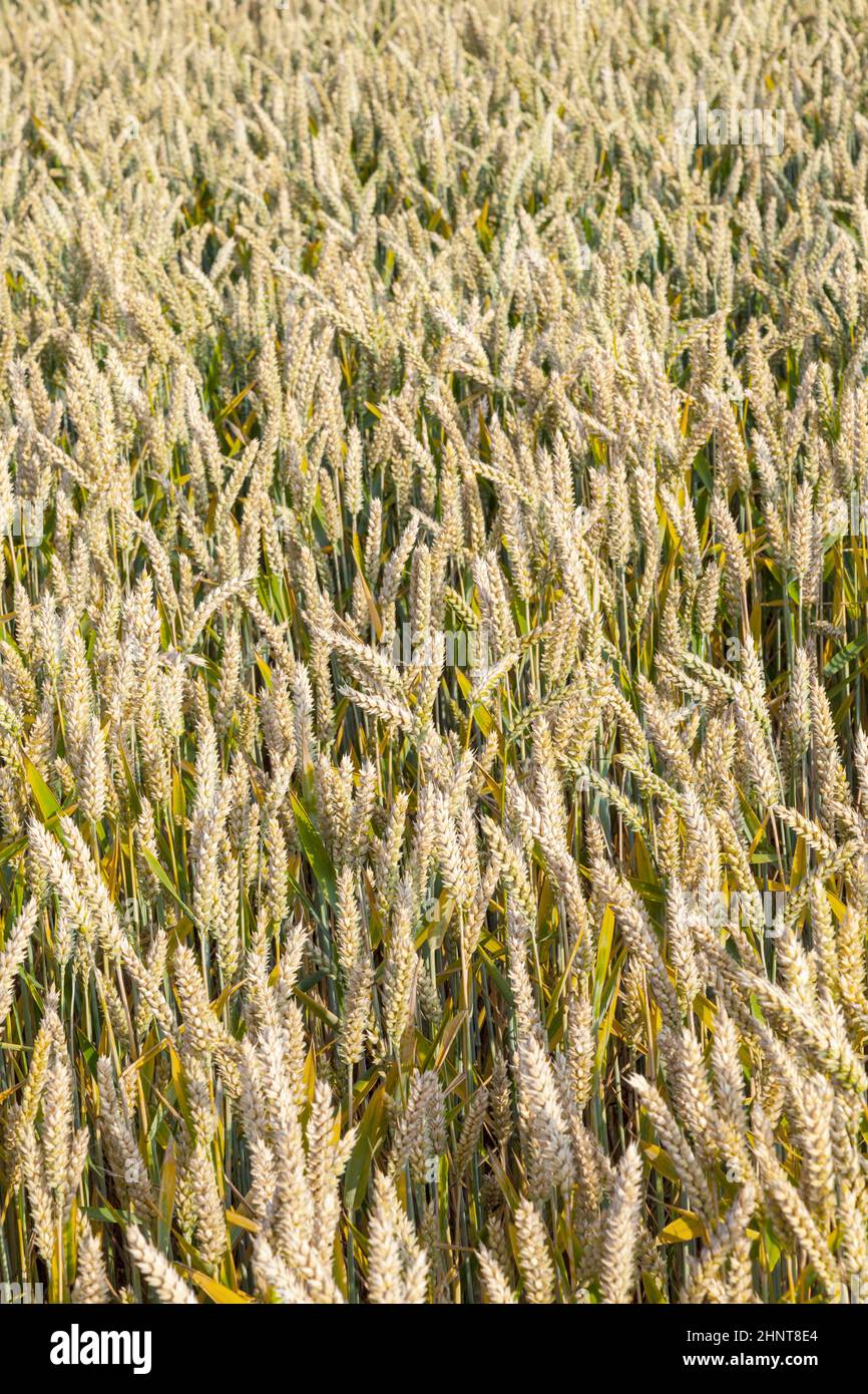 background of ripe corn field in golden colors Stock Photo - Alamy