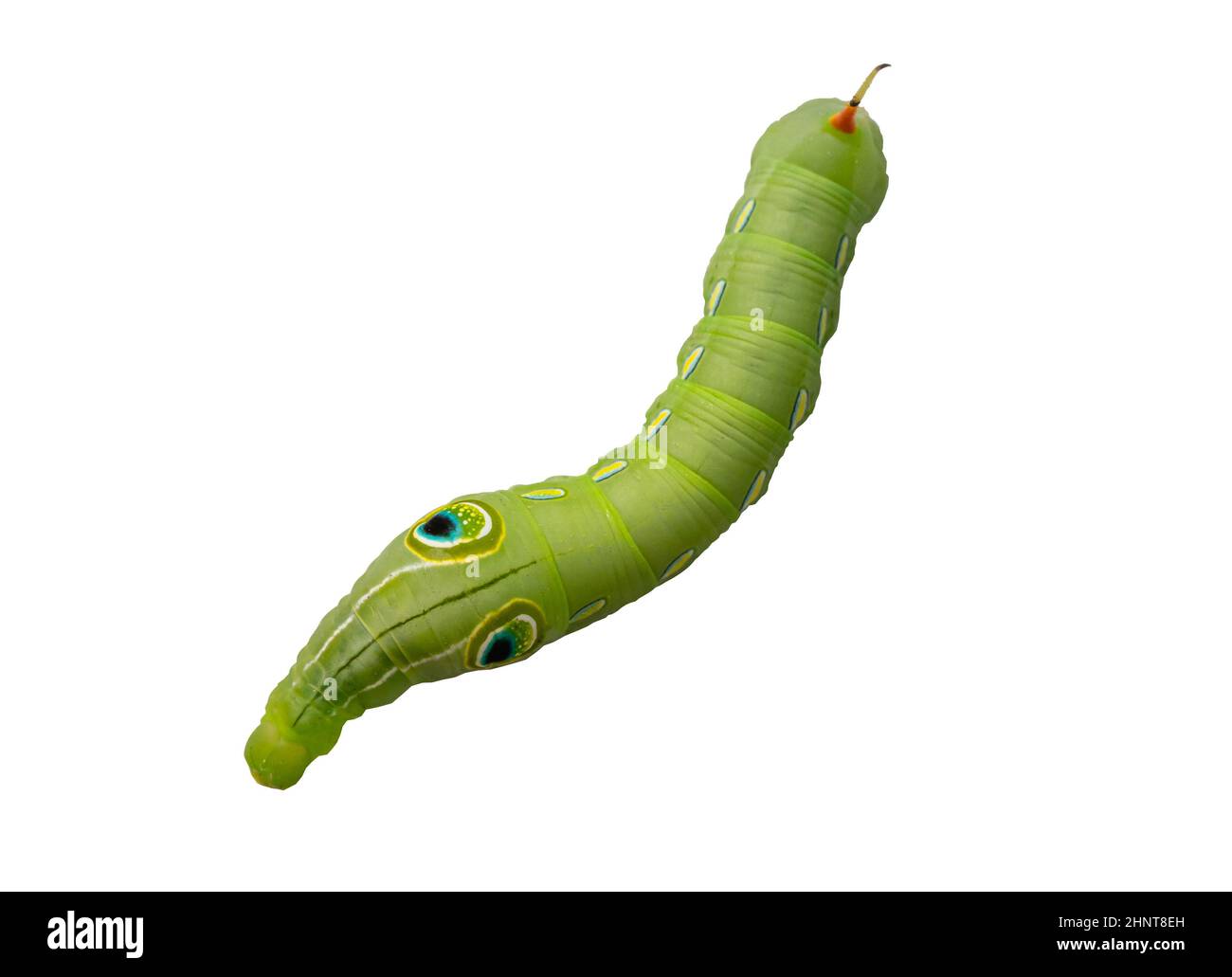 Caterpillars isolated on white background Stock Photo - Alamy