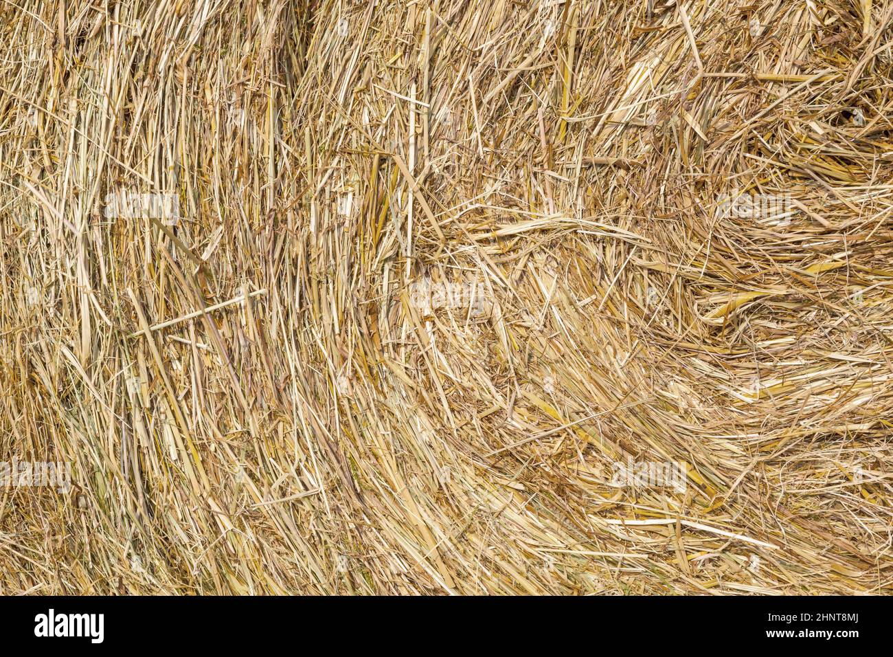 detail of bale of straw in golden color Stock Photo - Alamy