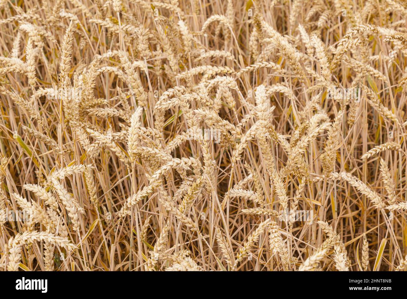 background of ripe corn field in golden colors Stock Photo - Alamy
