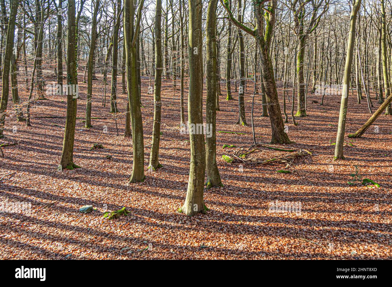 structure of forest in wintertime with leaves in indian summer colors ...