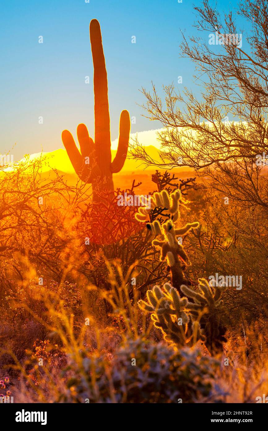 cactus in the desert in romantic sunset Stock Photo - Alamy