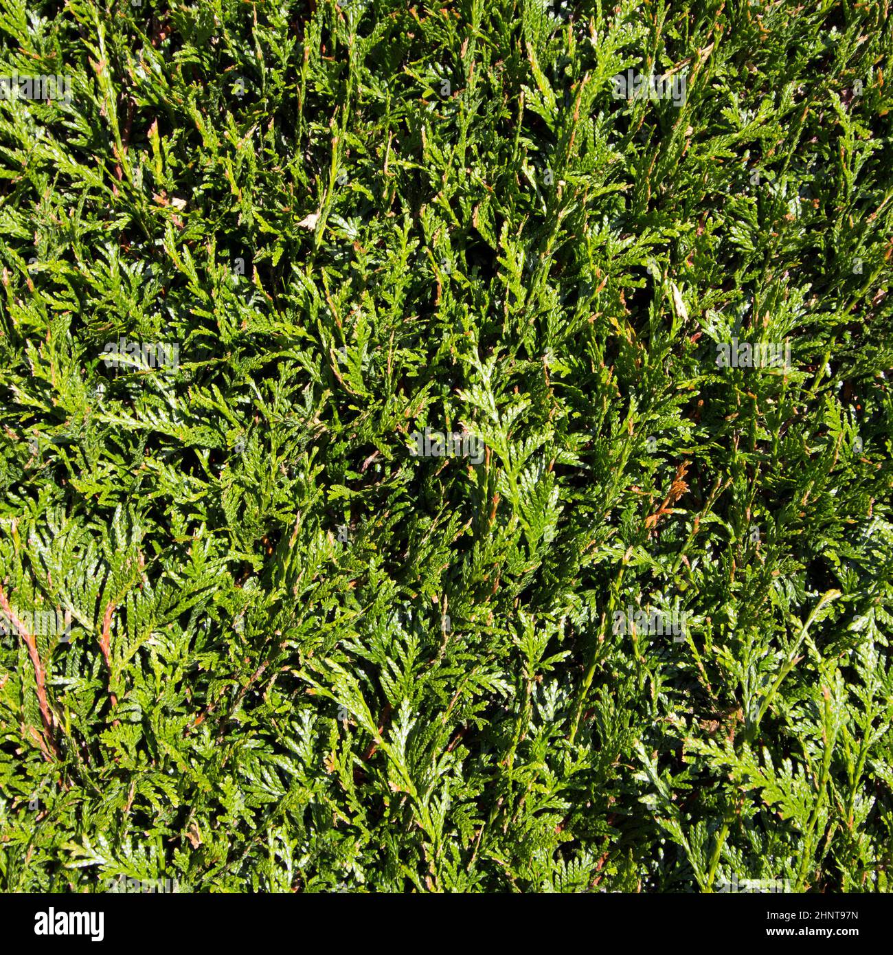 detail of green hedge Stock Photo - Alamy