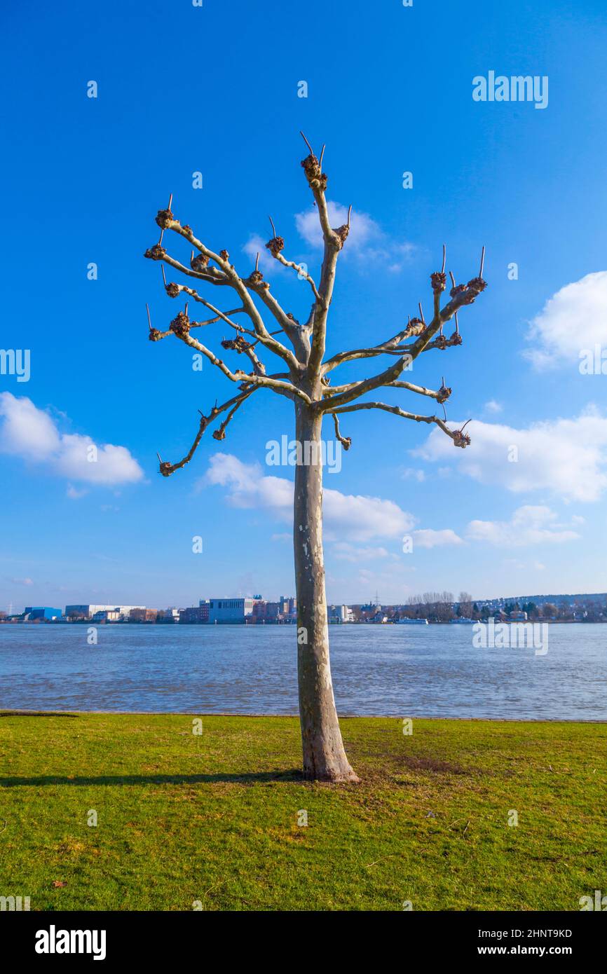 plane tree (Platanus) in winter at river Rhine Stock Photo - Alamy
