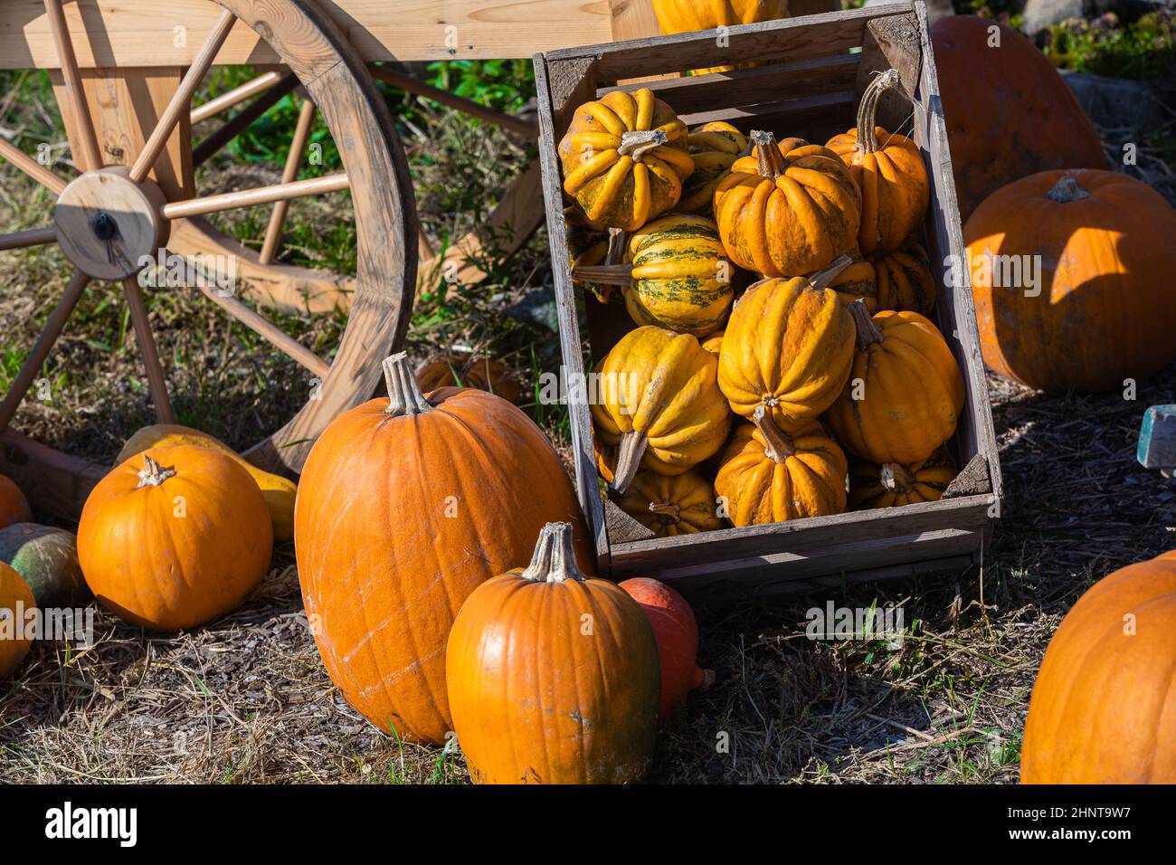 Nice halloween decoration hi-res stock photography and images - Alamy