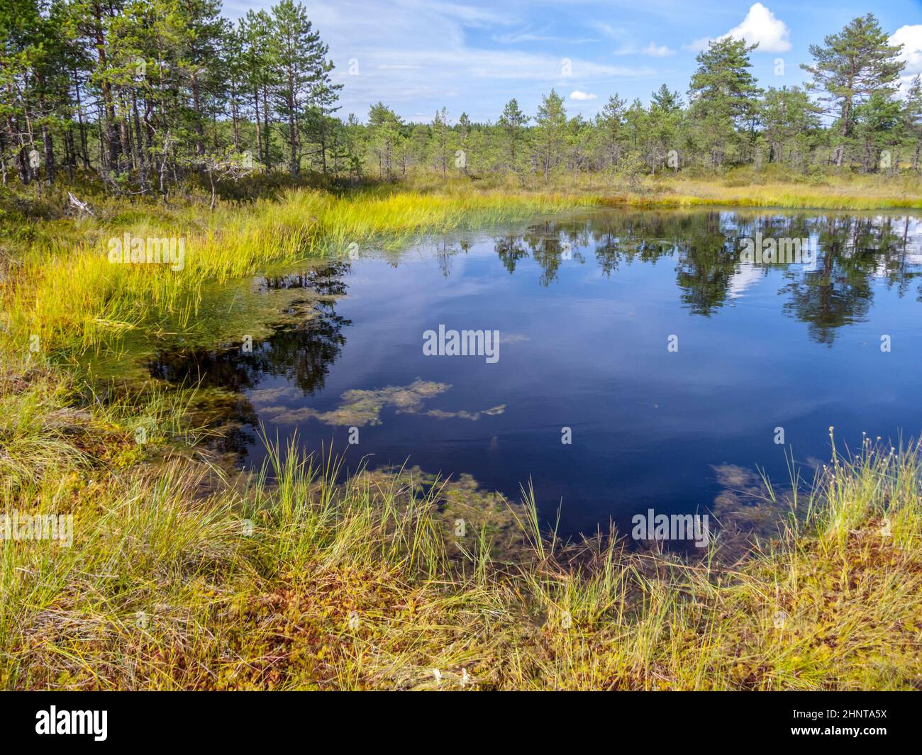 landscape in harku forest nature trail near Tallinn, Estonia Stock ...