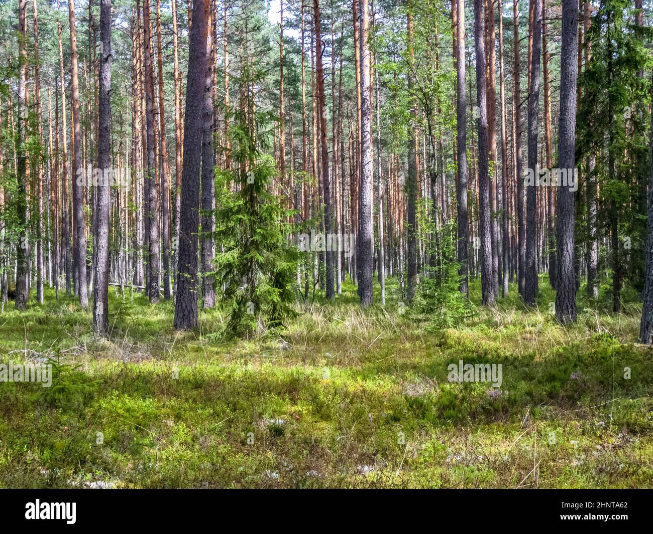 landscape in harku forest nature trail near Tallinn, Estonia Stock ...