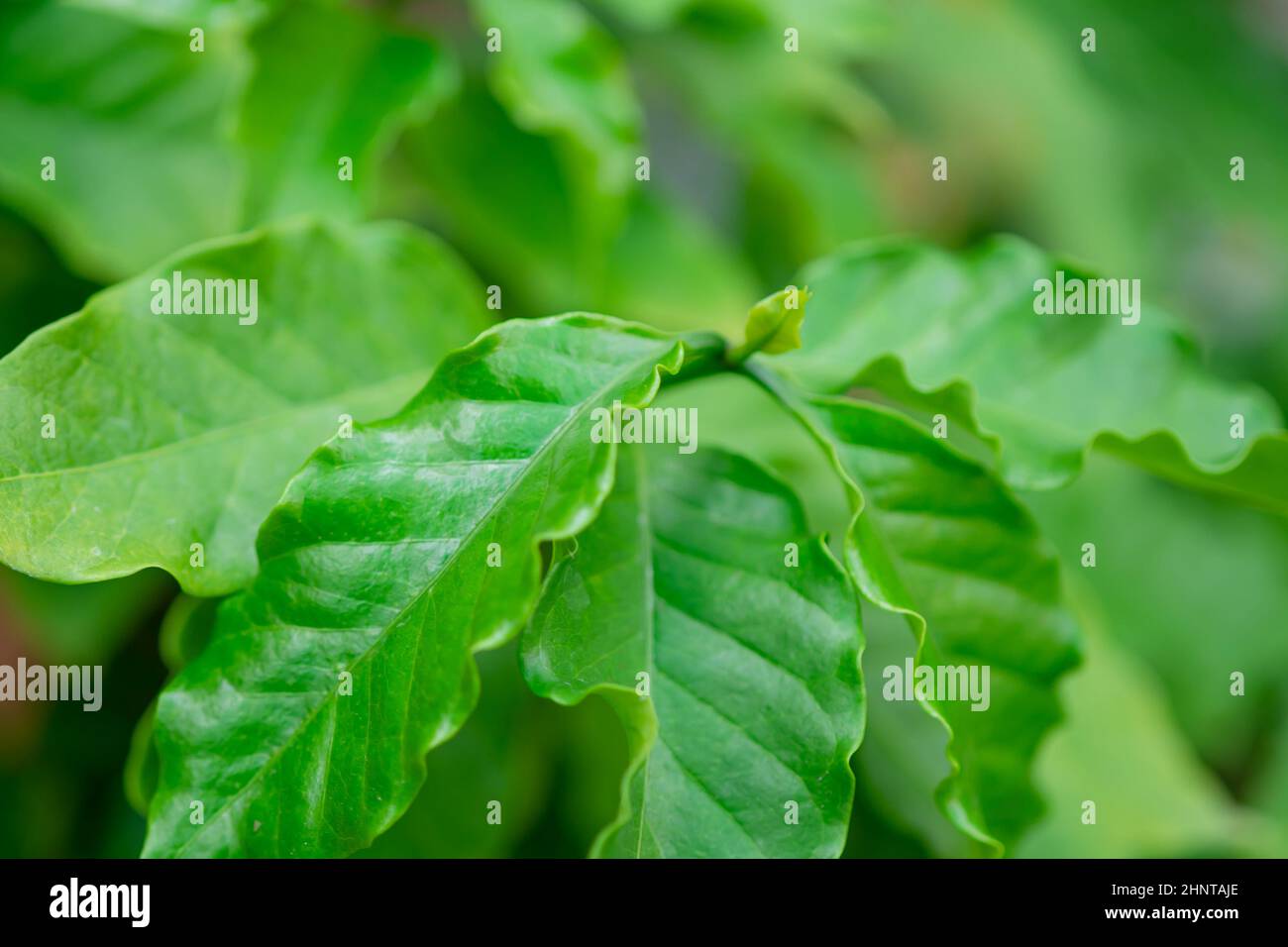 Coffee sapling hi-res stock photography and images - Alamy