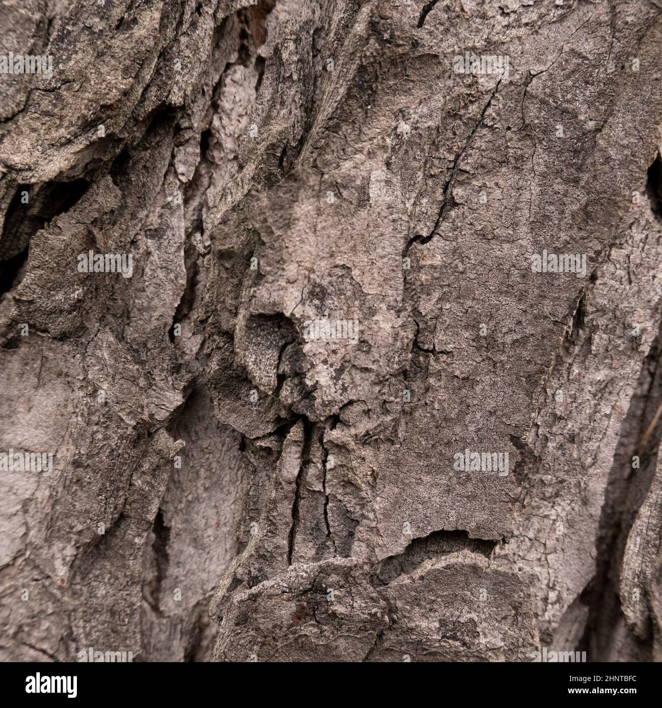 closeup of wet bark in harmonic structure Stock Photo - Alamy