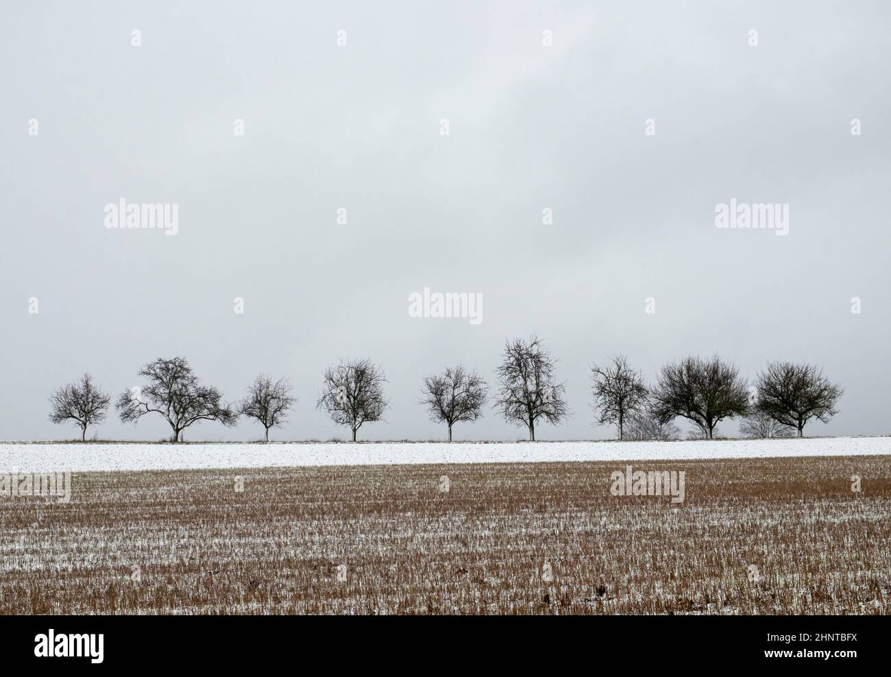 row of trees in winter with grey sky, partly snow and field in ...
