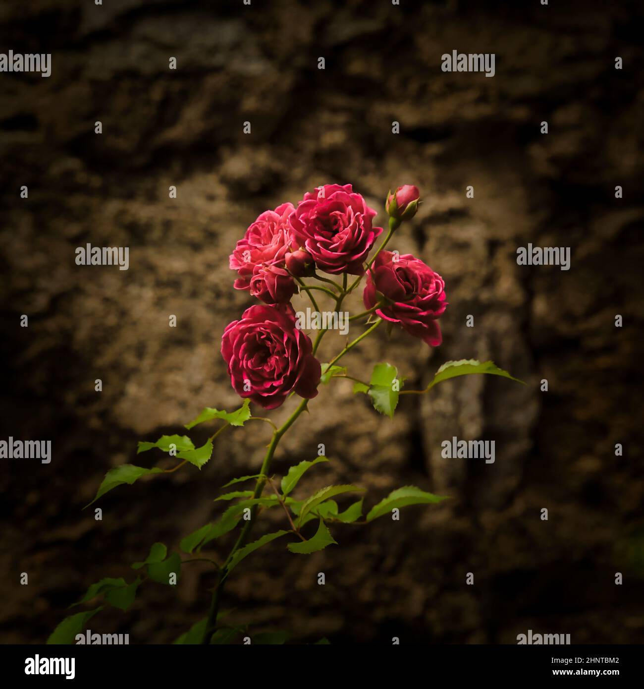 Nature background rocky roses hi-res stock photography and images - Alamy