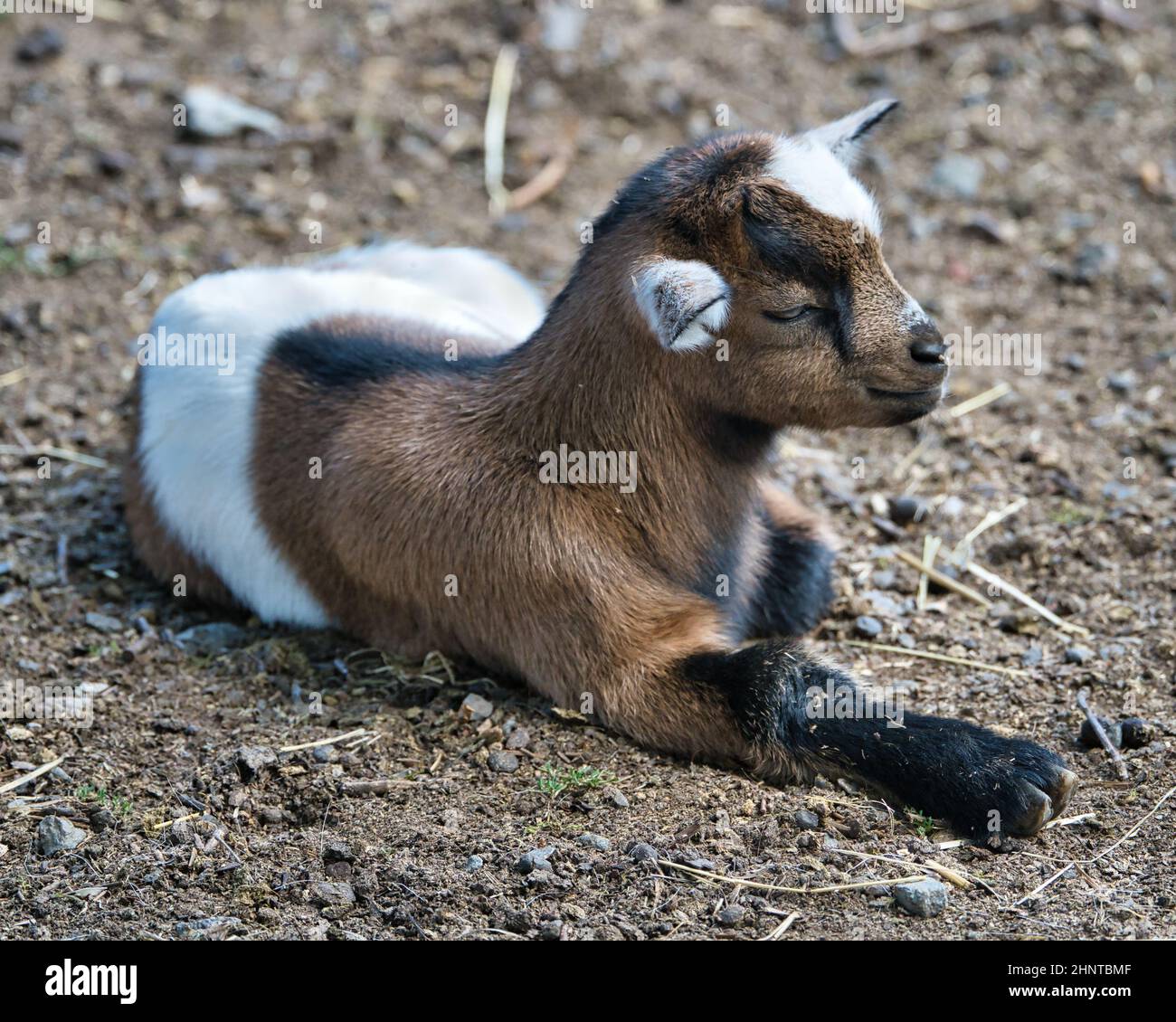 Closeup of a baby goat lying on the ground Stock Photo - Alamy