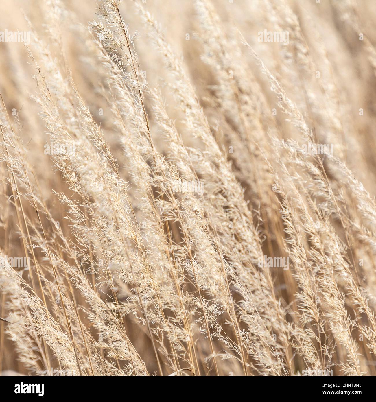 harmonic detail of wild corn in wind Stock Photo - Alamy