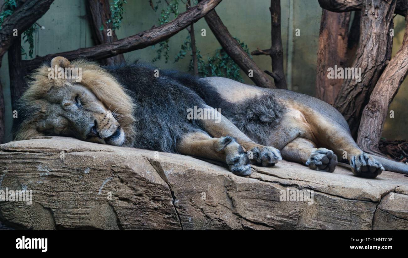 Male lion sleeping at the zoo Stock Photo - Alamy