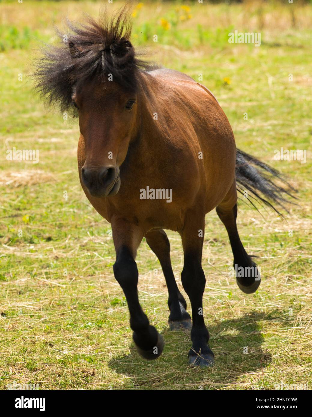 Small brown pony with fashionable hairstyle running in the green meadow ...