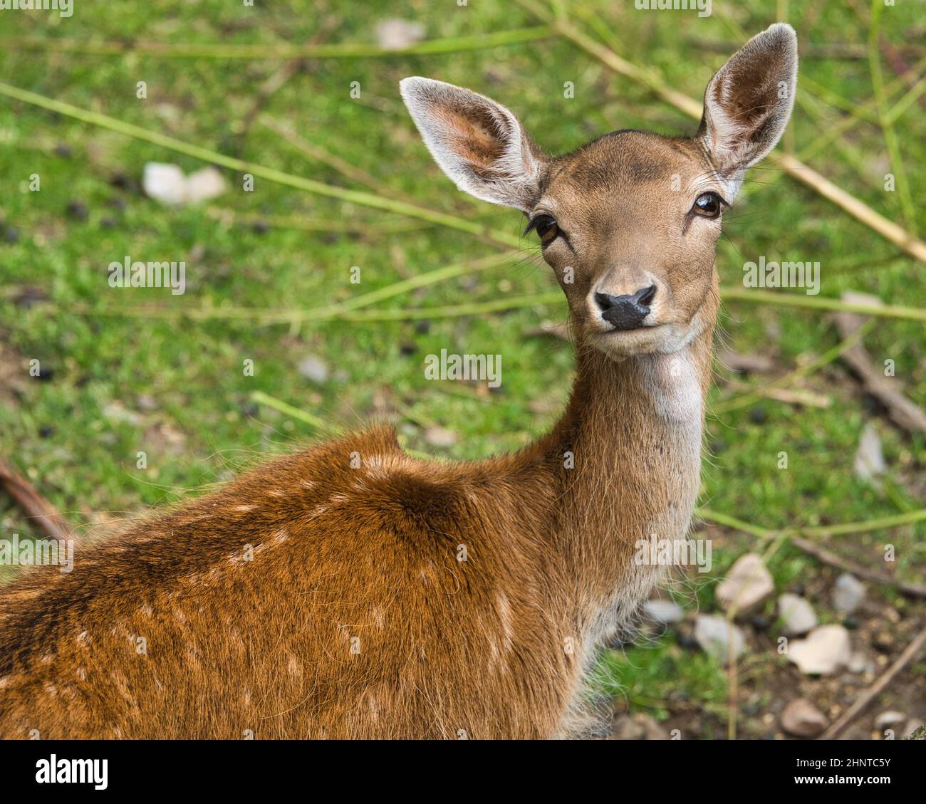 Small brown deer looking in the camera with the green grass in the ...