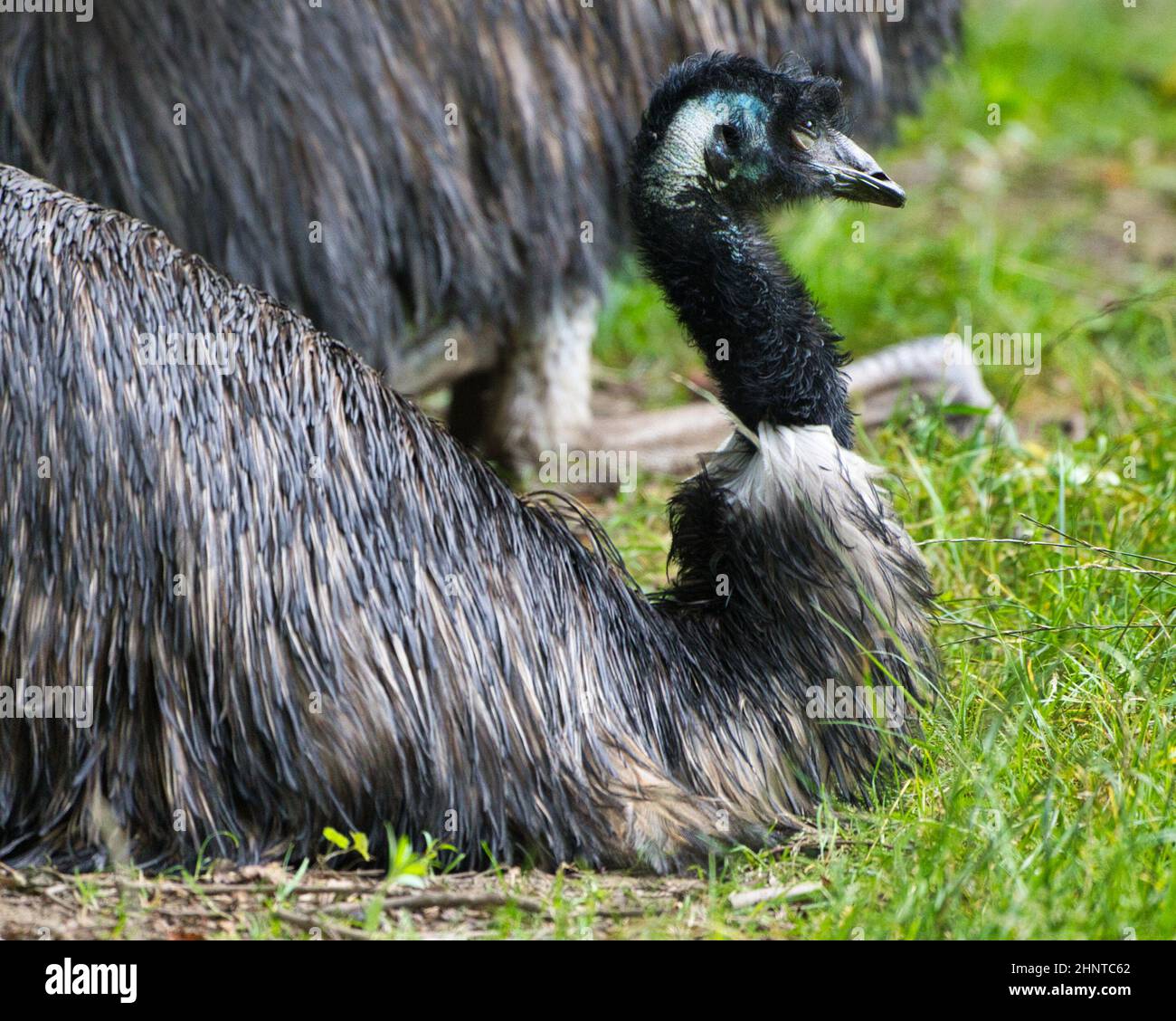 Wild Emu having a rest on a green grass Stock Photo - Alamy