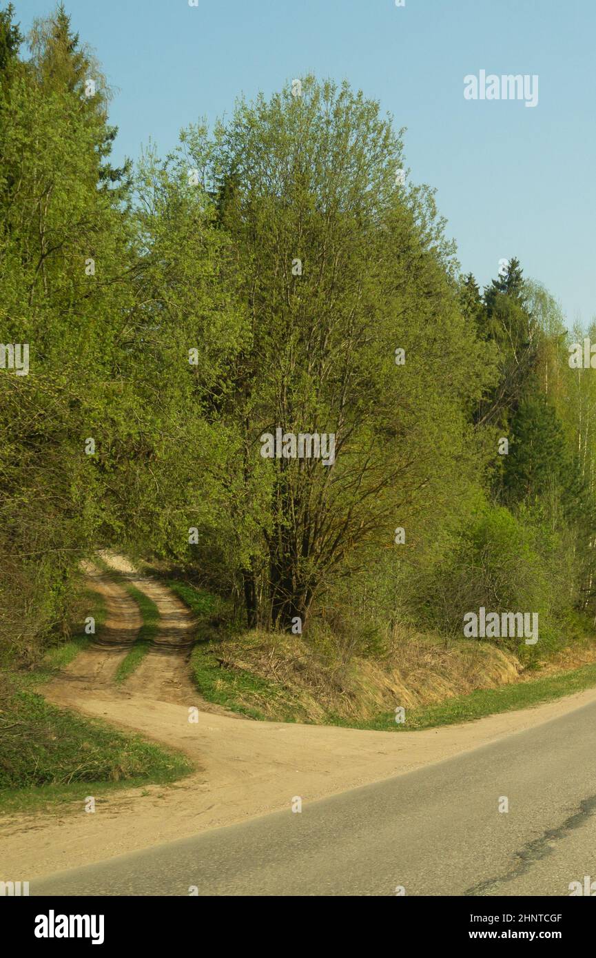 Forest road. way through the forest. country roadway Stock Photo - Alamy