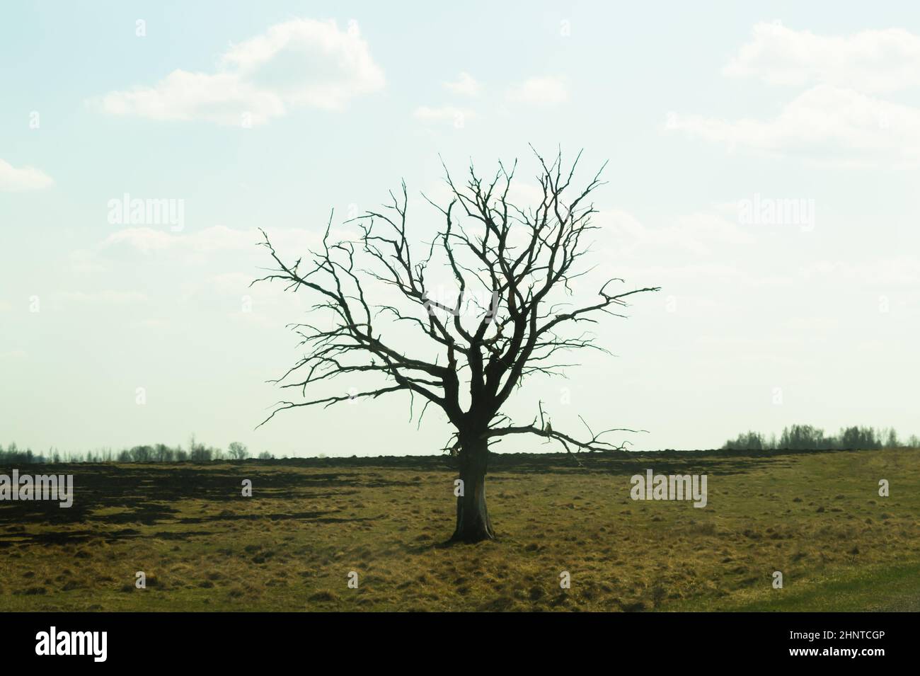 Lonely tree in the middle of a field. meadow with solitary dry tree ...