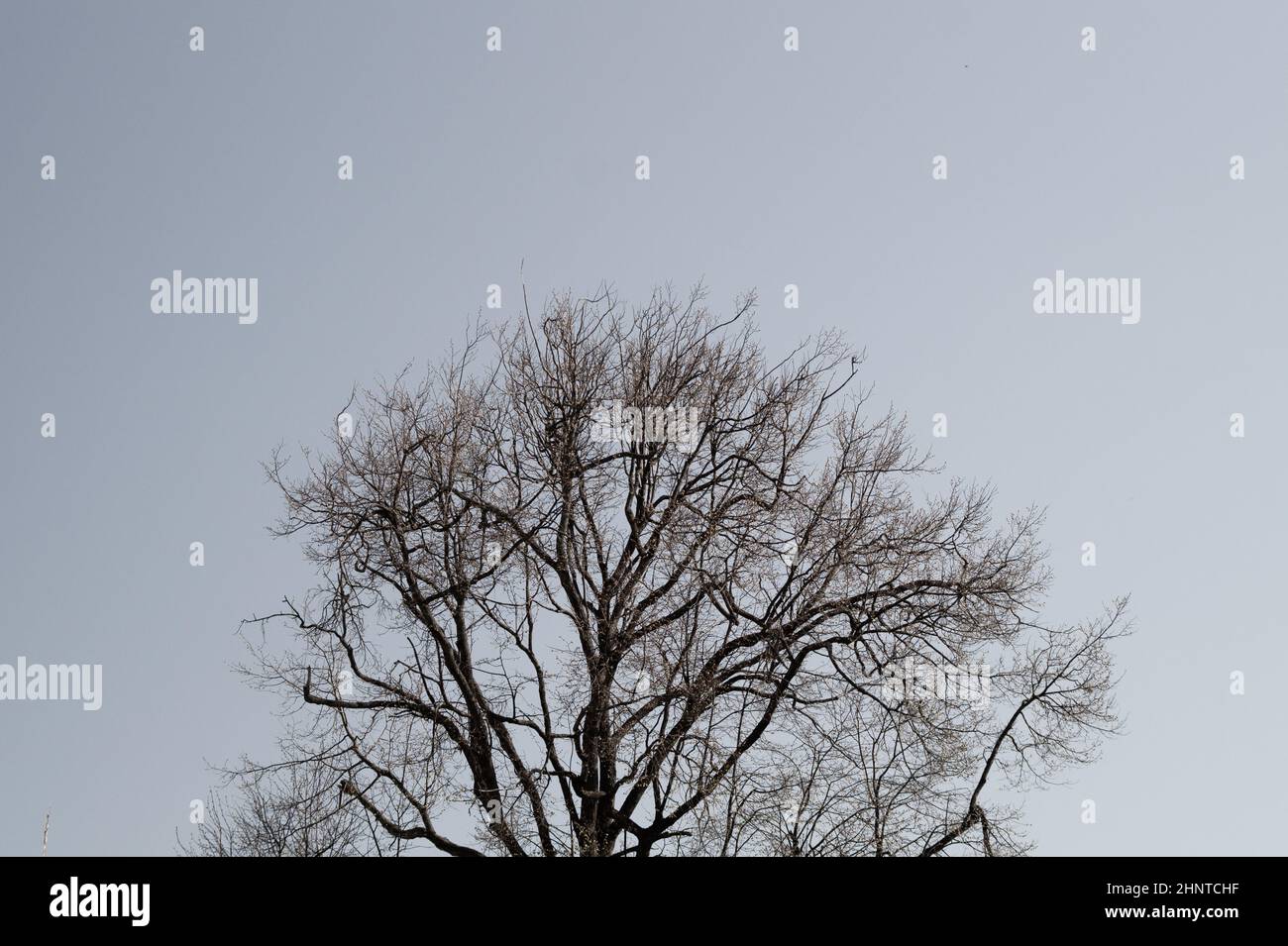 Tree against the sky. branch tree on the sky background. copy space ...