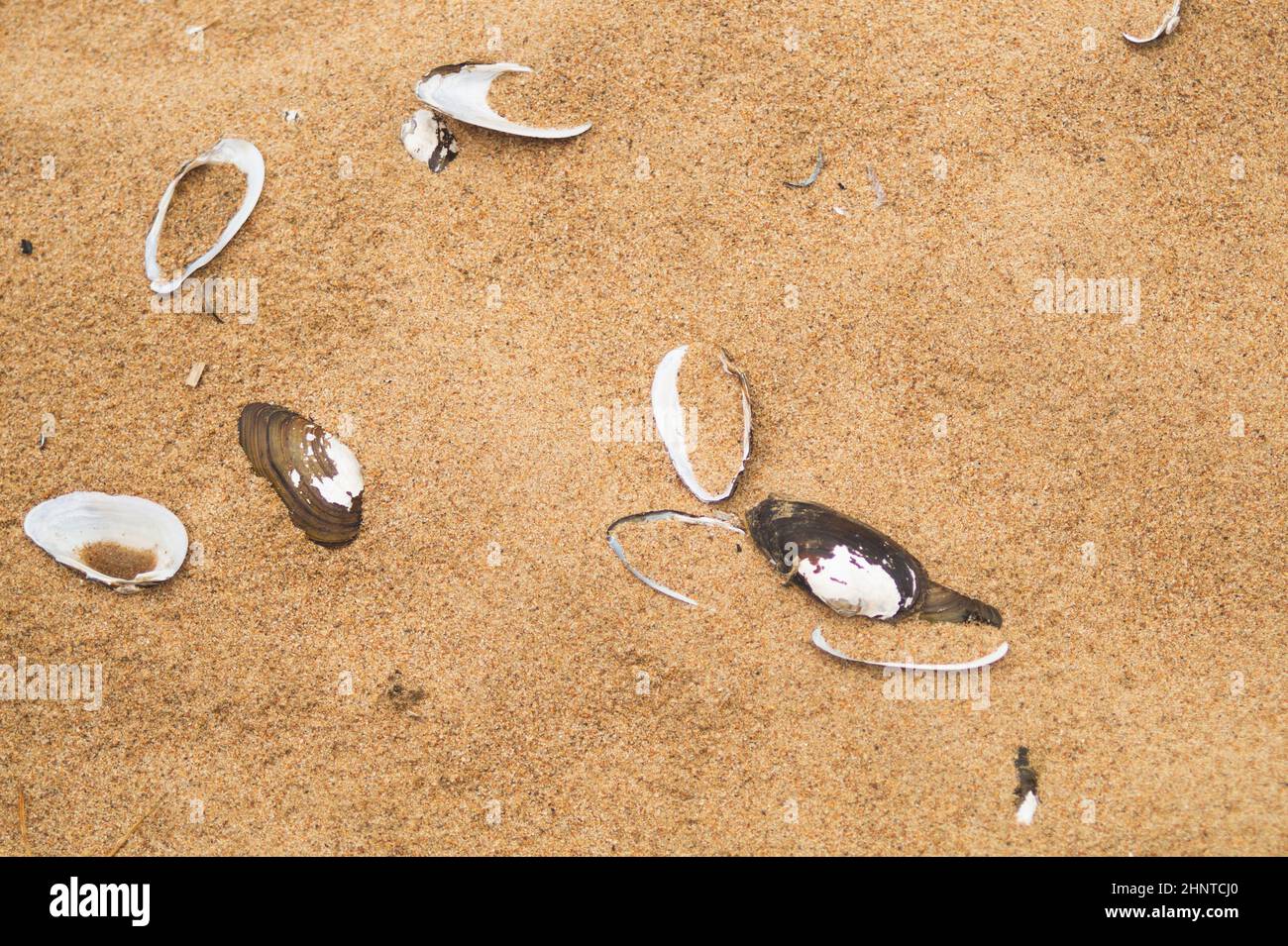 Sea shells on sand. summer beach background. top view Stock Photo - Alamy
