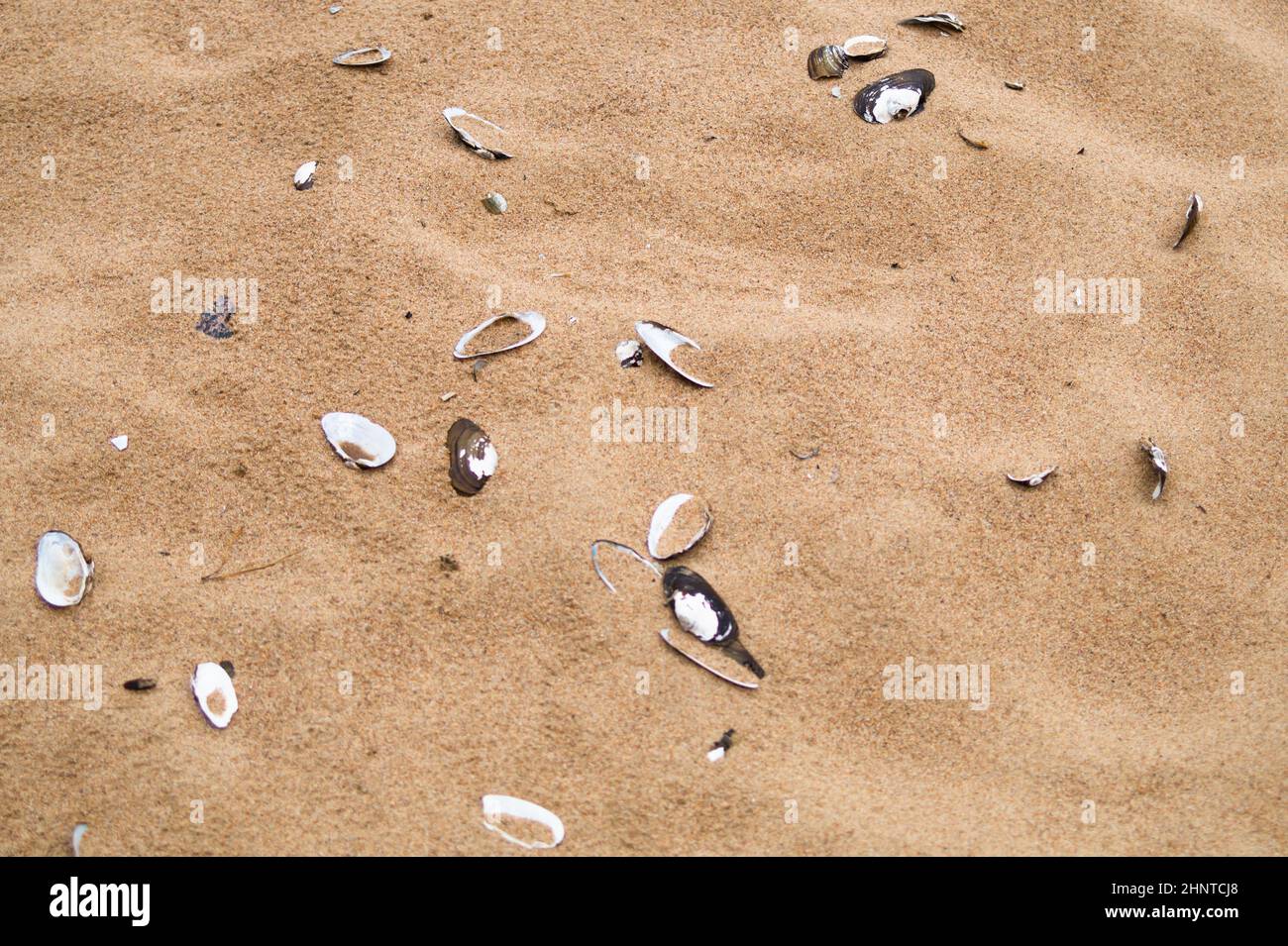 Sea shells on sand. summer beach background. top view Stock Photo - Alamy