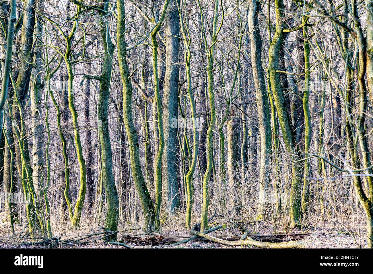 detail of forest in Vienna, the Wienerwald forest Stock Photo - Alamy