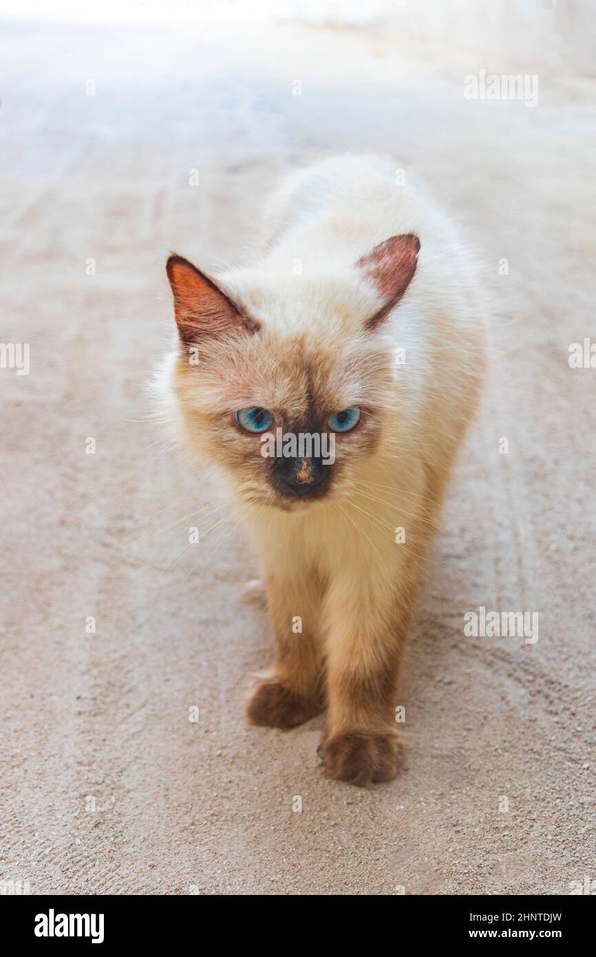 Rasdhoo malediven hi-res stock photography and images - Alamy