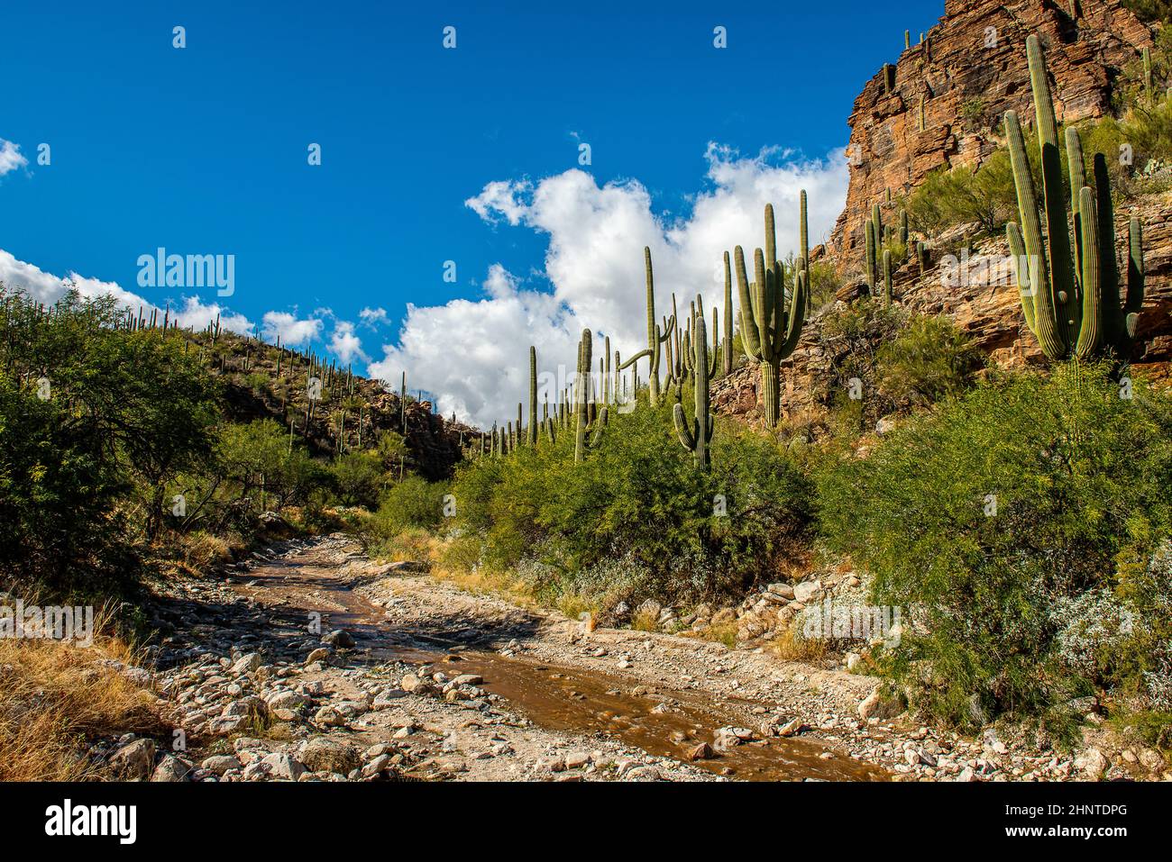 Desert landscape in Tucson Arizona Stock Photo - Alamy