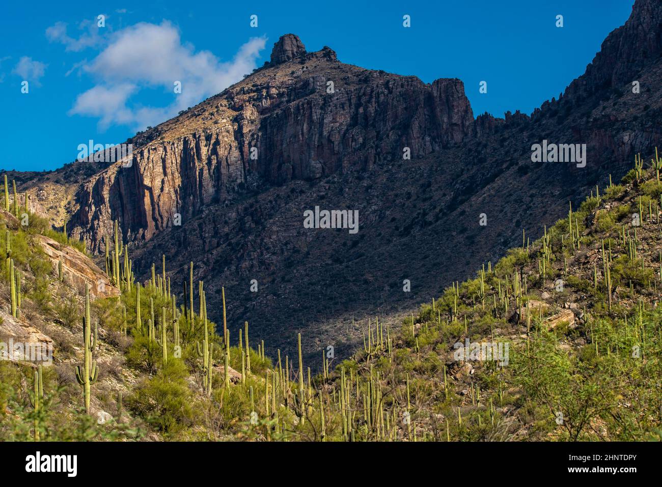 Desert landscape in Tucson Arizona Stock Photo - Alamy