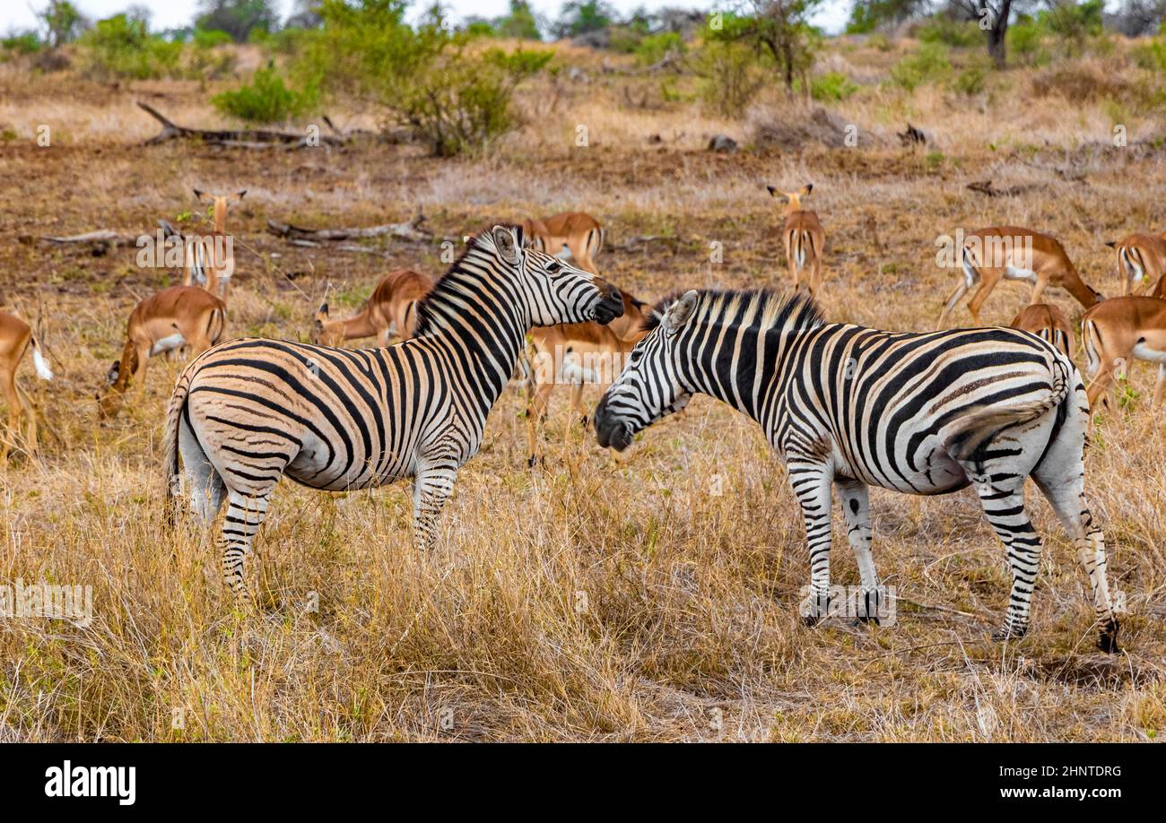 Beautiful striped zebras and impalas antelopes in the nature on safari ...