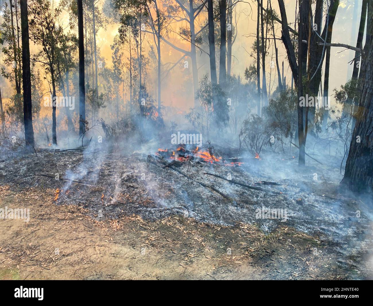 The ground burning after a hazard reduction burn Stock Photo - Alamy