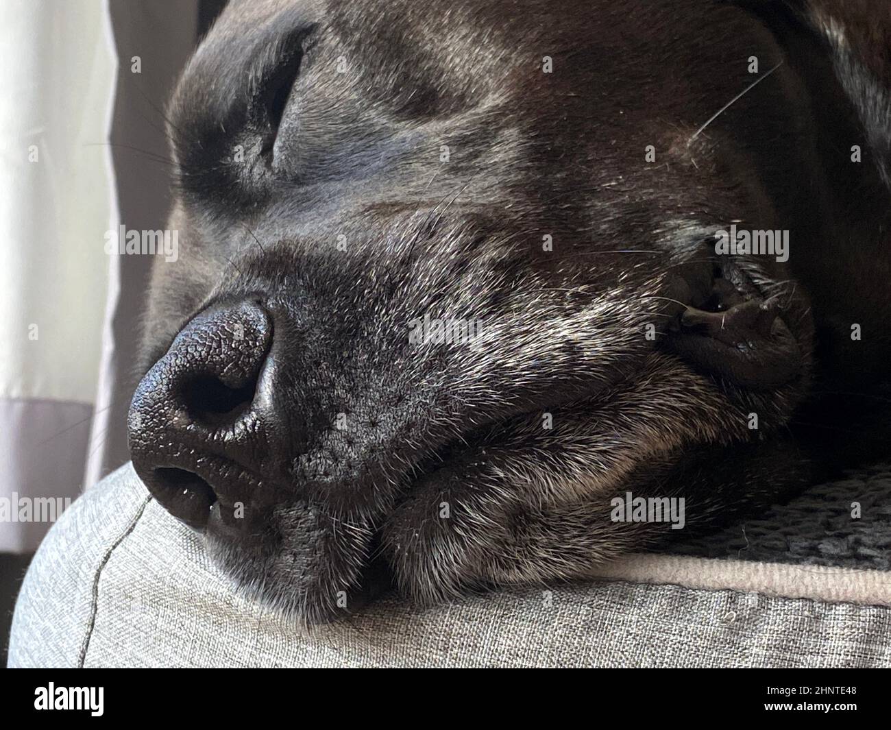 A black Labrador sleeping Stock Photo - Alamy