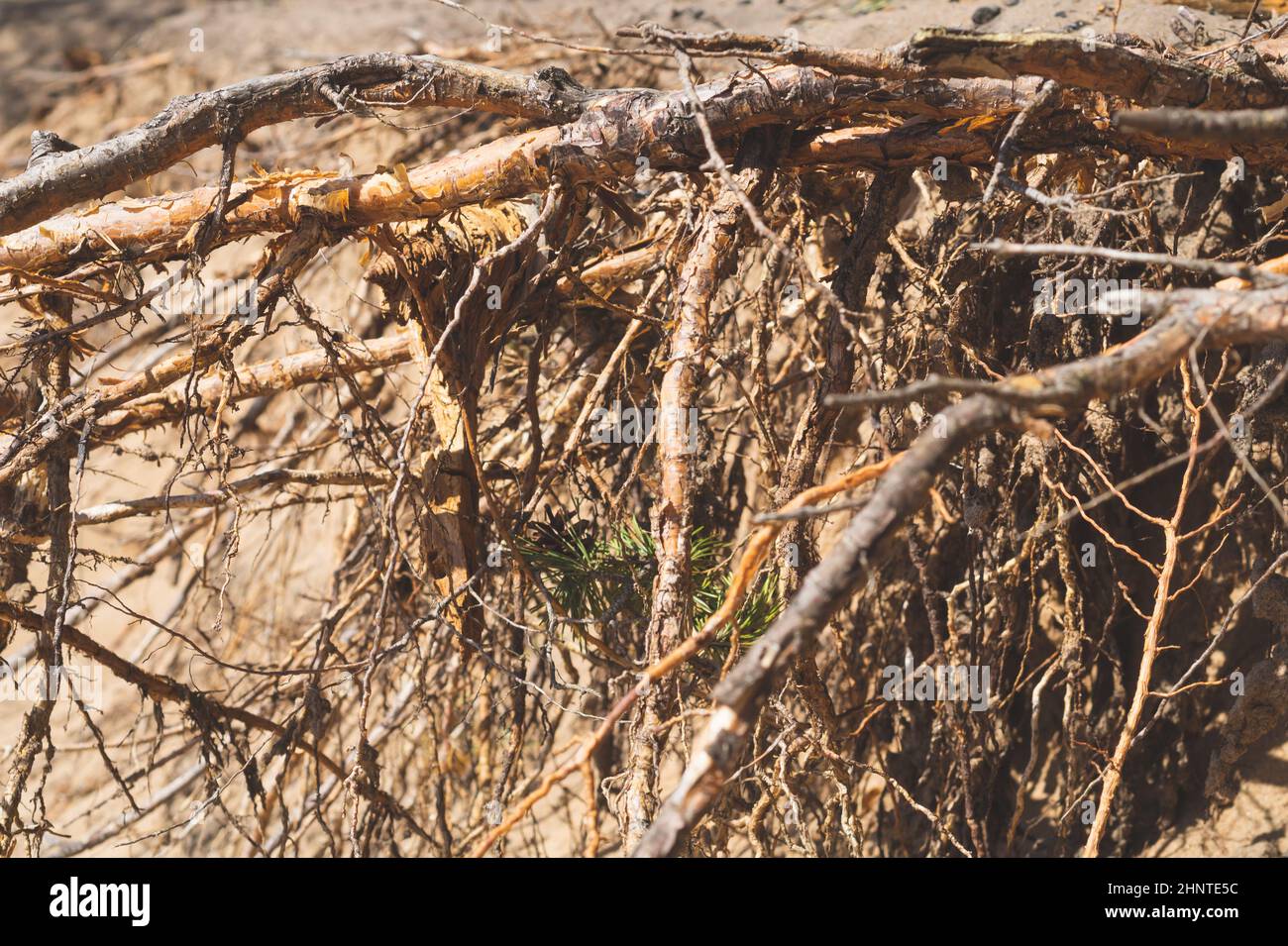 Dry tree roots stick out from the sand. abstract background Stock Photo ...