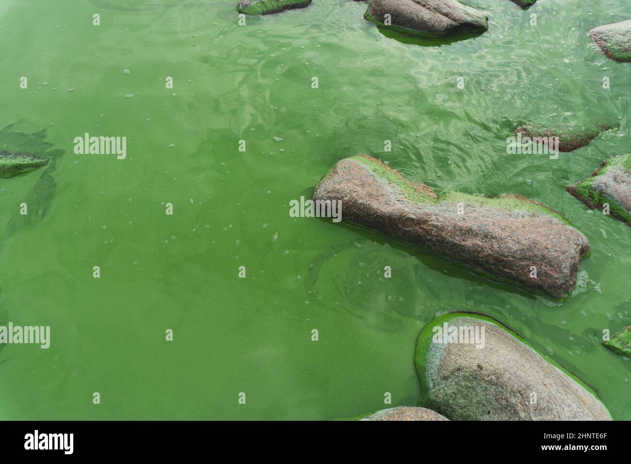 Stones in green algae on the swampy water surface of sea Stock Photo ...