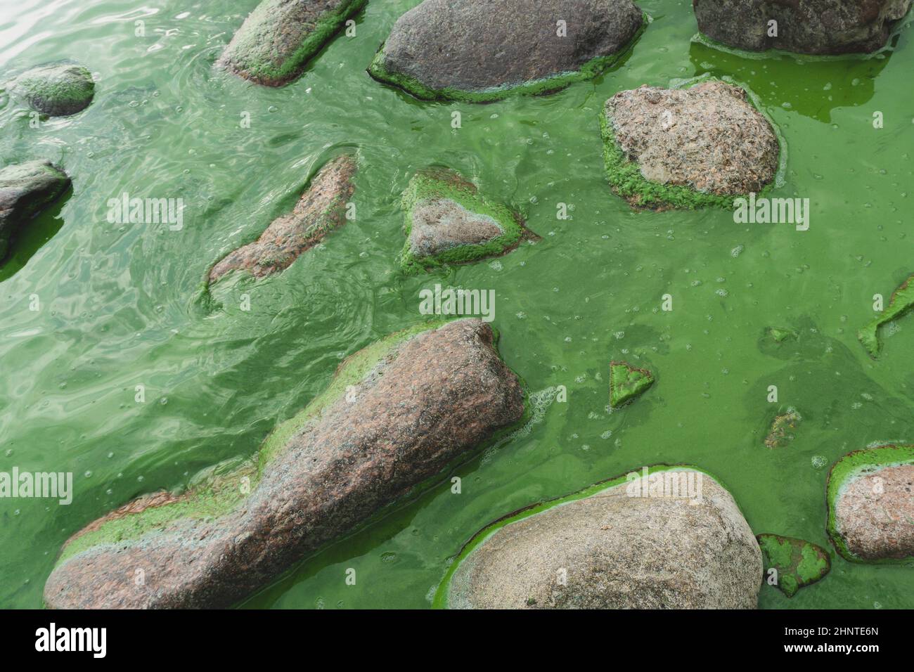 Stones in green algae on the swampy water surface of sea Stock Photo ...