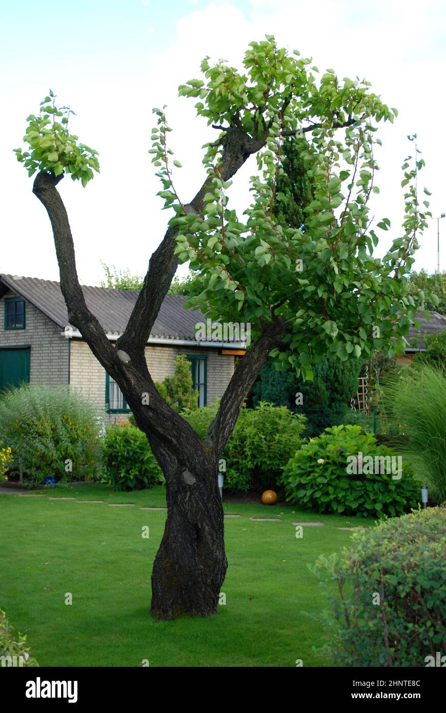 Leafless tree at summer hi-res stock photography and images - Alamy