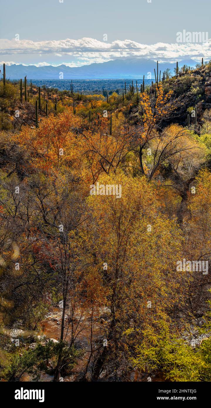 Desert landscape in Tucson Arizona Stock Photo - Alamy