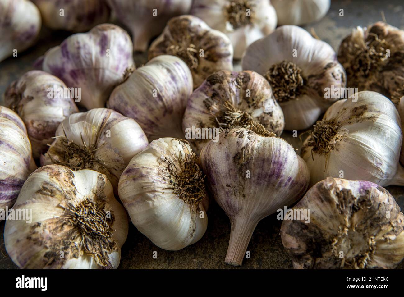 An over view of freshly picked garlic bulbs clustered together Stock ...