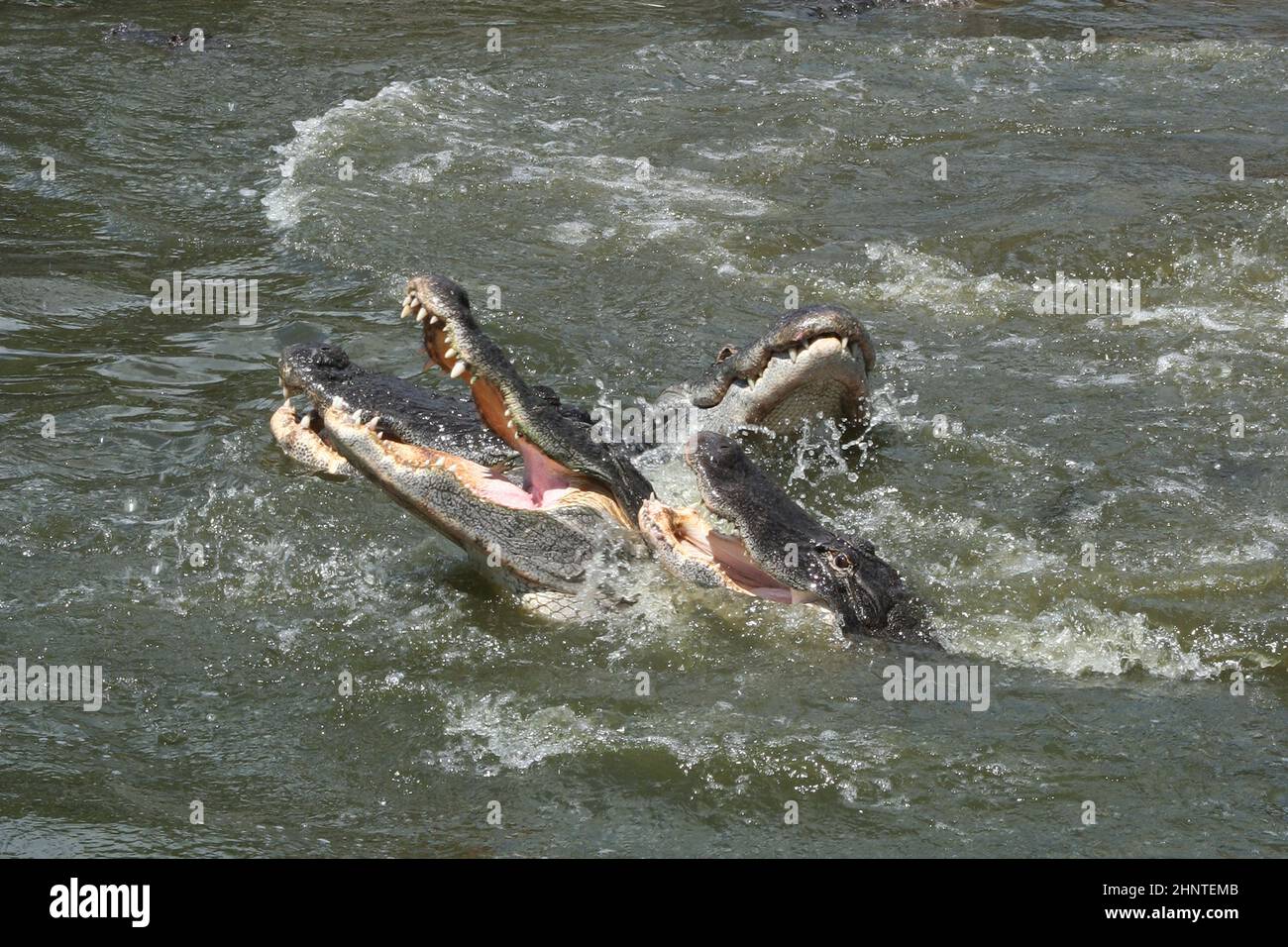 A group of three alligators feeding on the surface of water Stock Photo ...