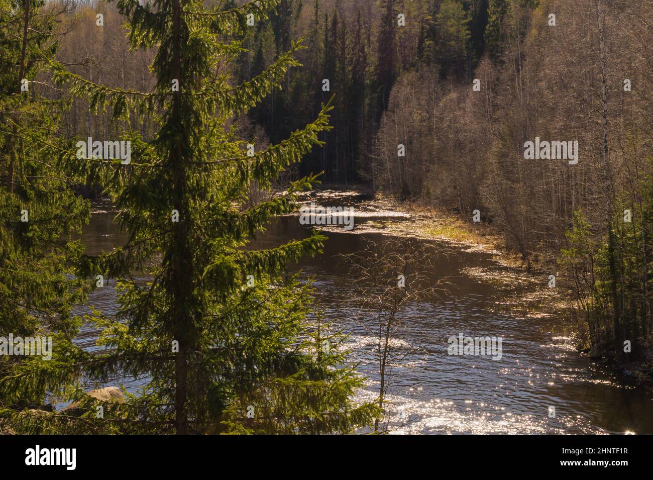 Rocky river in the forest. flowing water. forest landscape Stock Photo ...